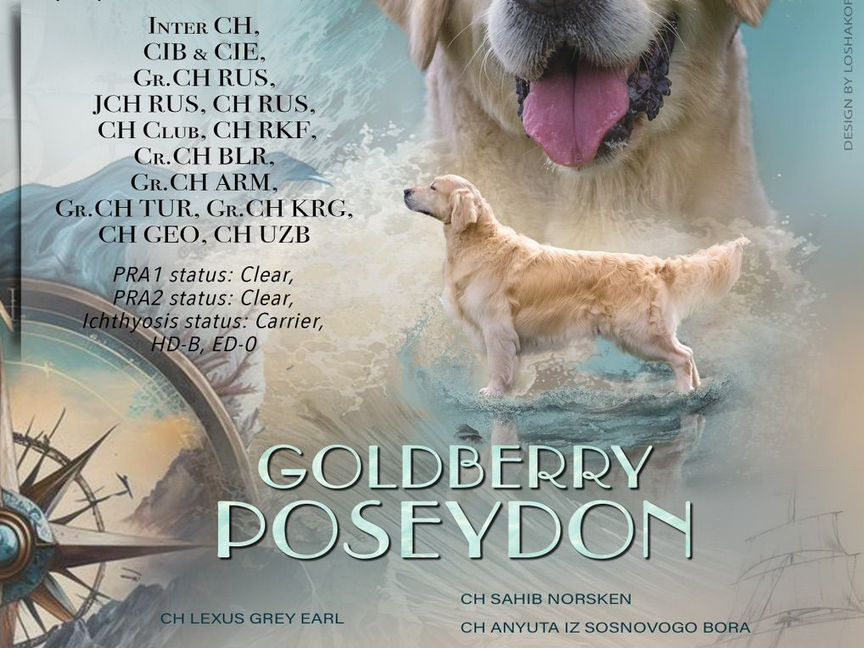 Вязка, кобель золотистый ретривер