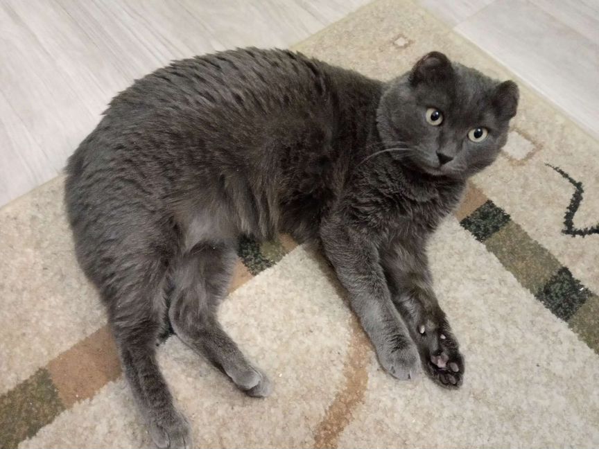 Ищем дом для котика