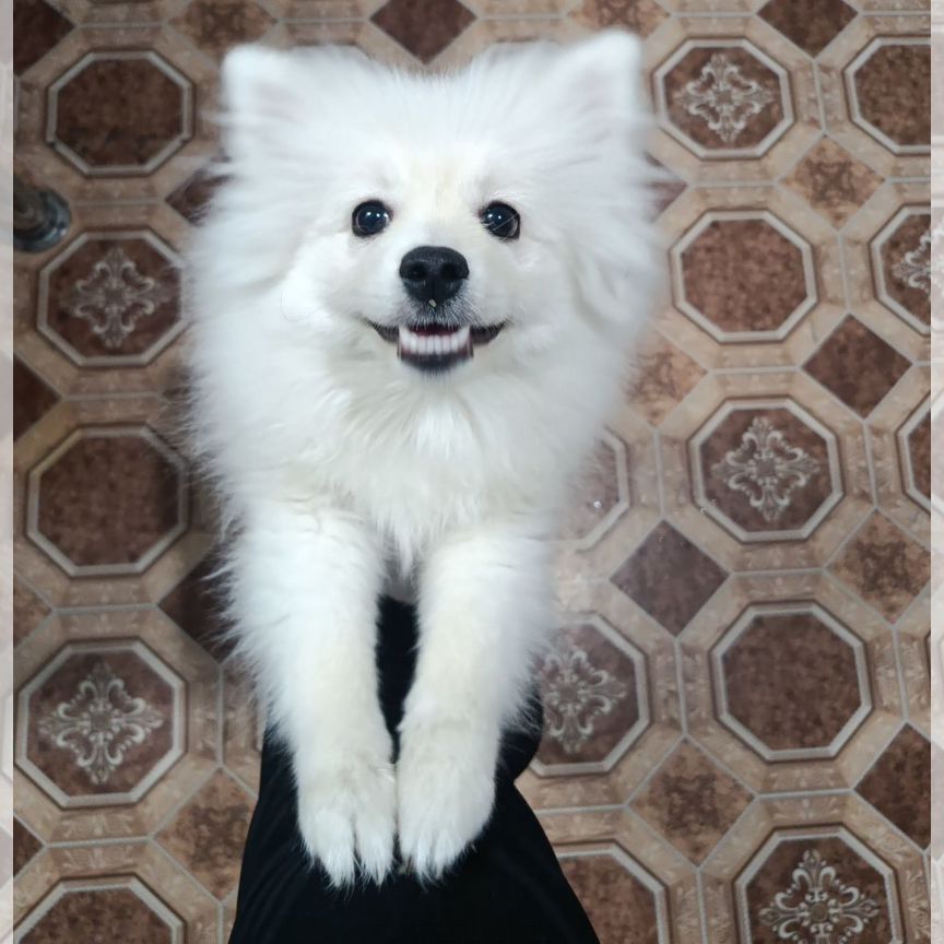 Померанский шпиц, щенок