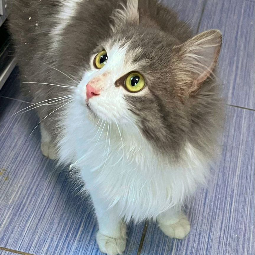 Котенок кошечка пушишечка