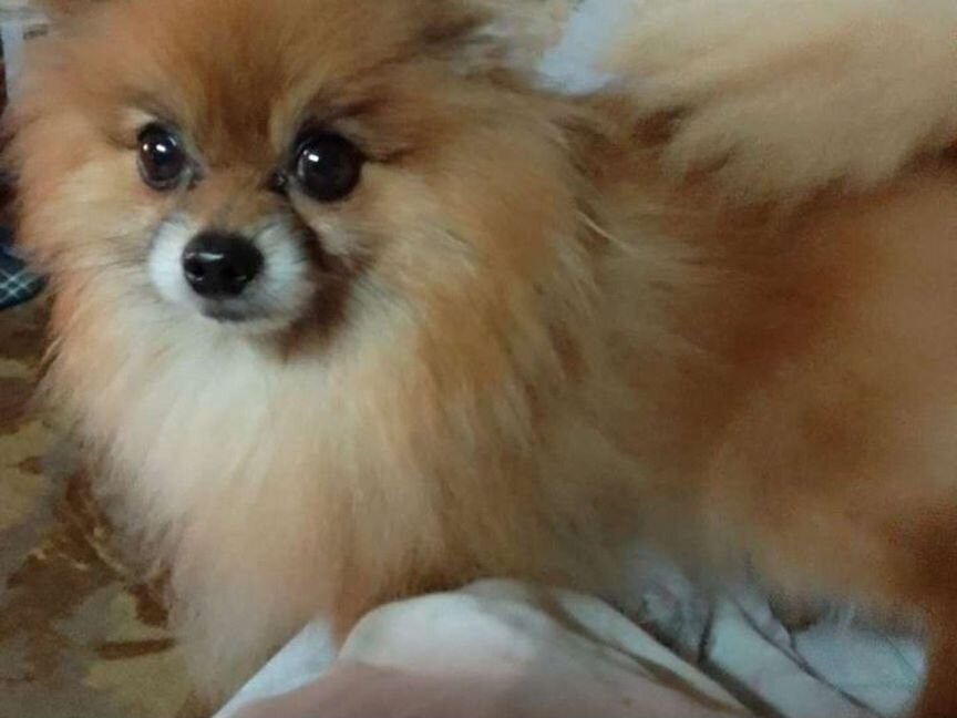 Немецкий шпиц вязка