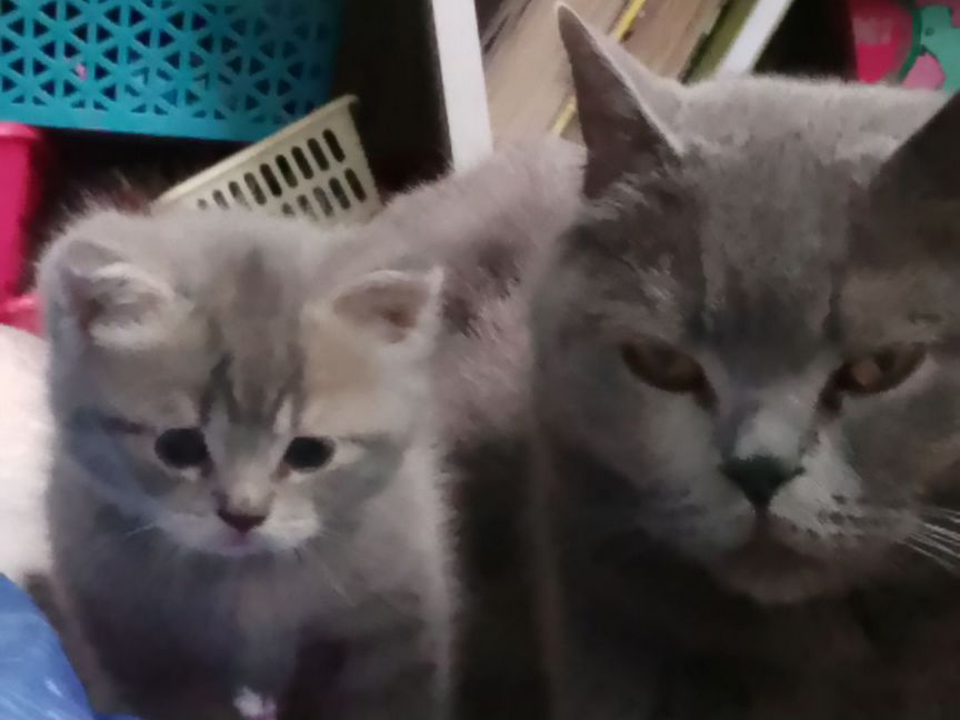 Британские котята Табби