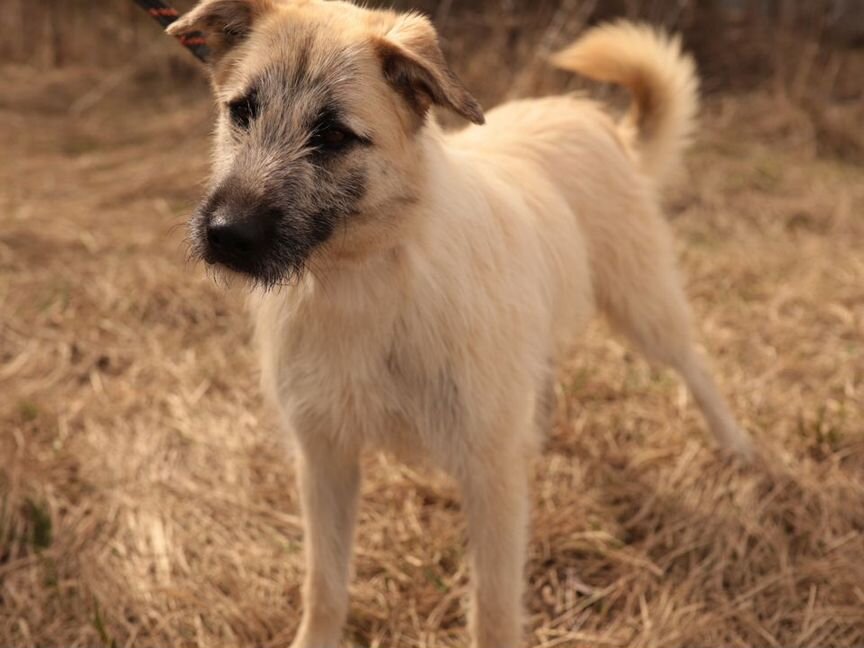 Весельчак Кевин ищет дом