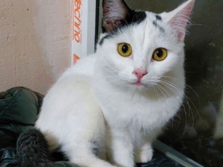 Капитолина в дар