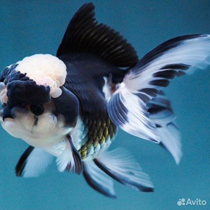 Золотая рыбка Оранда Панда (Goldfish Oranda panda
