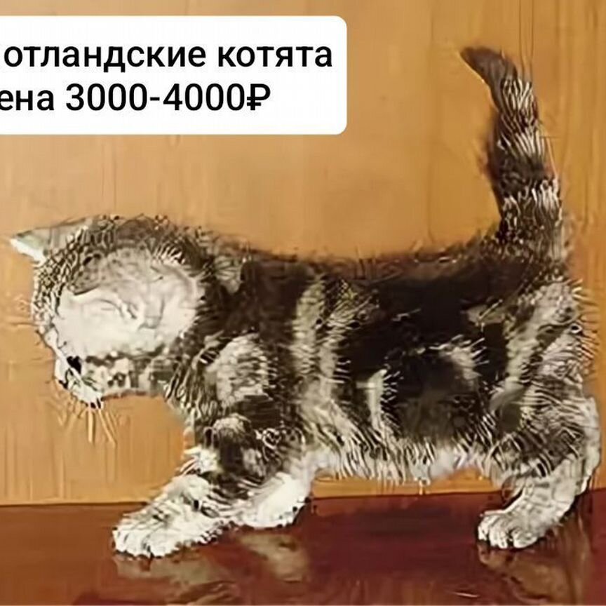 Котёнок в добрые руки