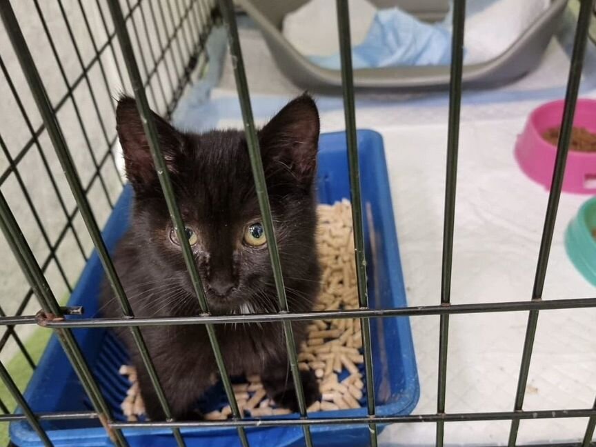 Черный котенок в добрые руки