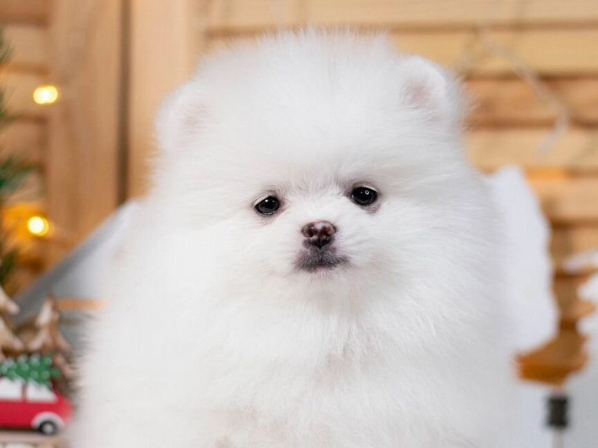 Померанский шпиц