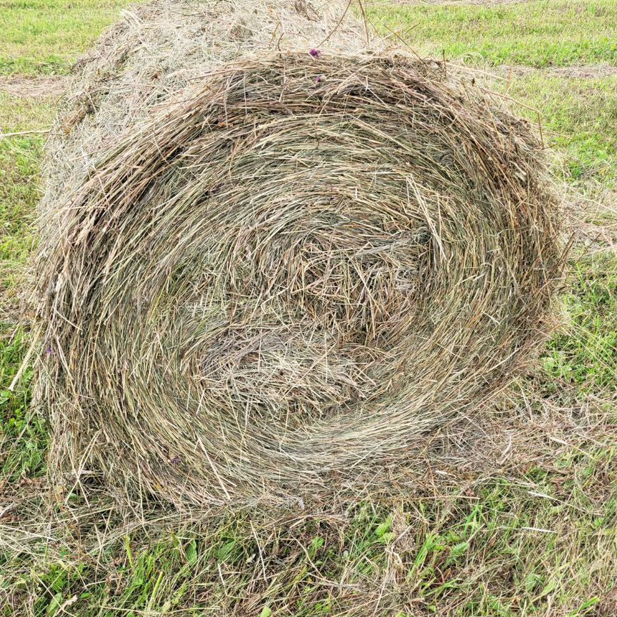 Продам сено в рулонах