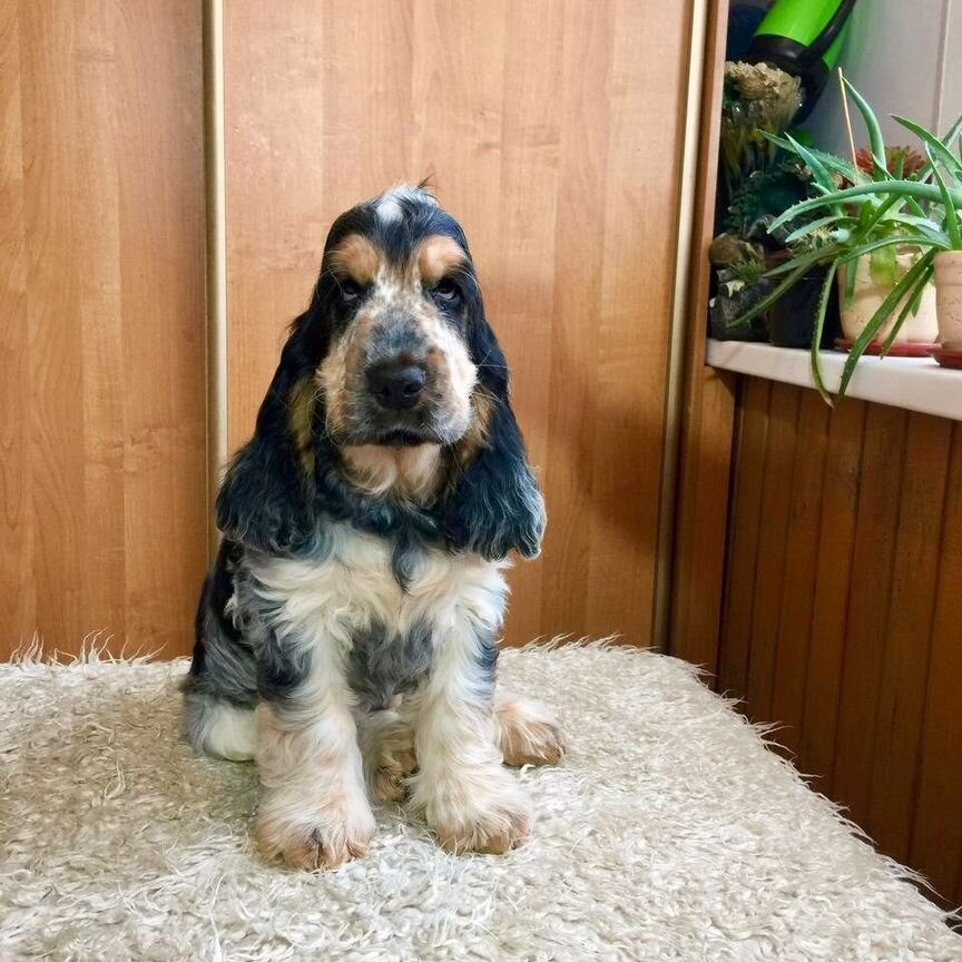 Продается щенок английского кокерспаниеля