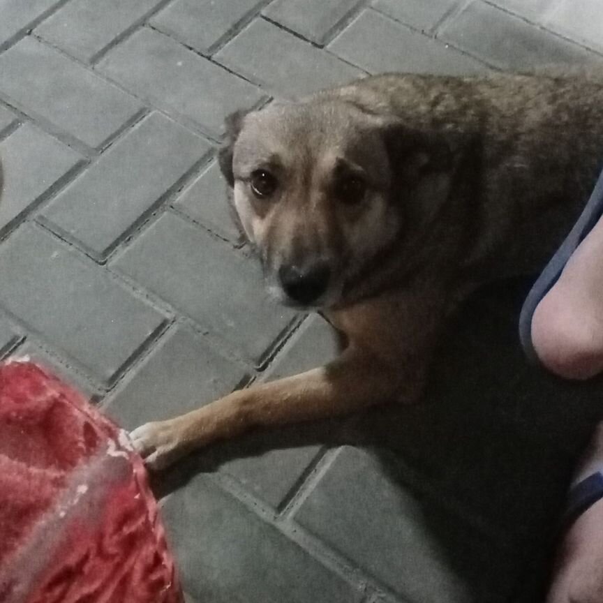 Собаки бесплатно дворняжка