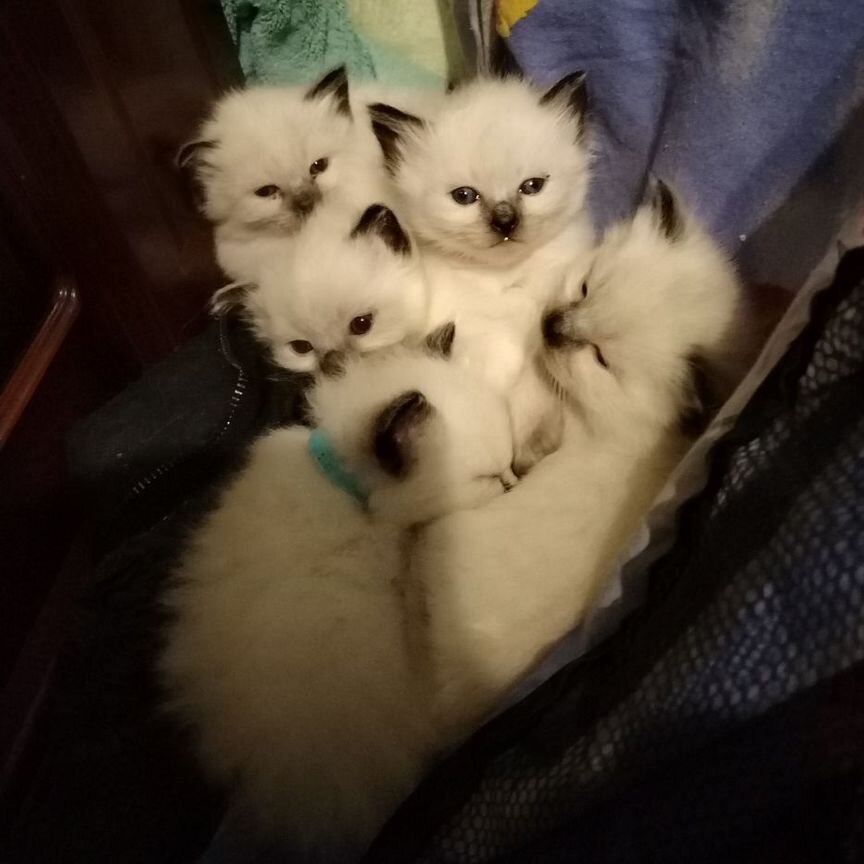 Котята невской маскарадной