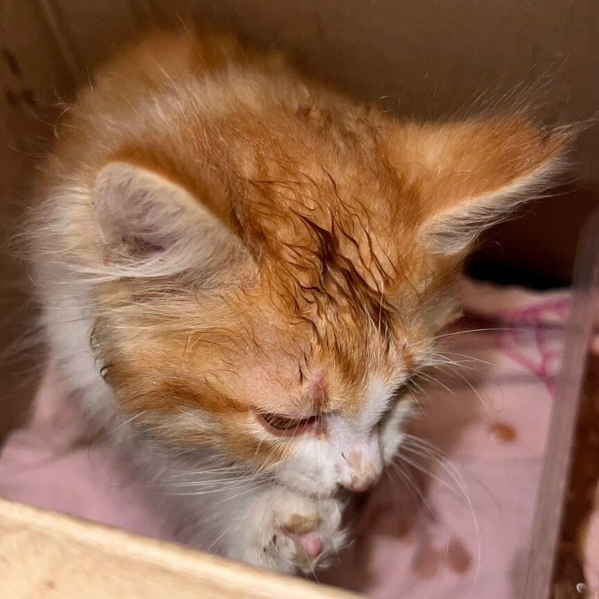Котёнок в добрые руки