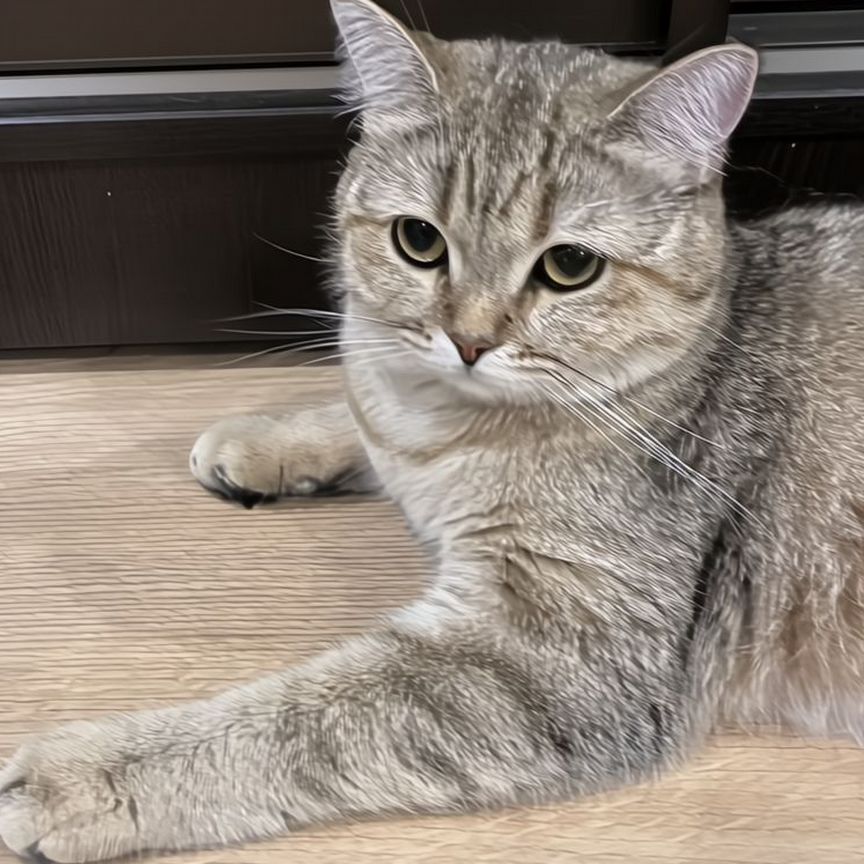 Британская короткошёрстная кошка, взрослая