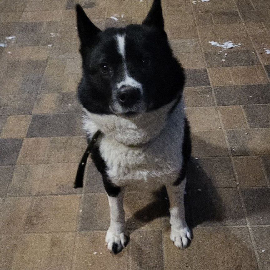 Найдена русско- европейская лайка