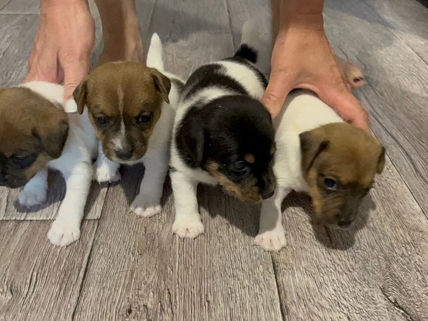 Джек расл терьер щенки