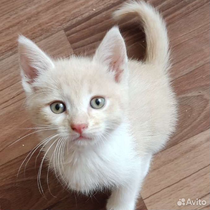 Котенок Персиковая девочка