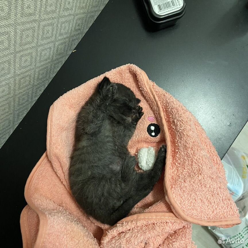 Котенок в добрые руки