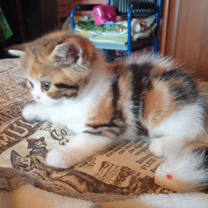 Шотландские вислоухие котята скотиш страйт