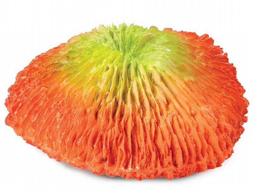 Коралл искусственный Laguna "Фунгия", з