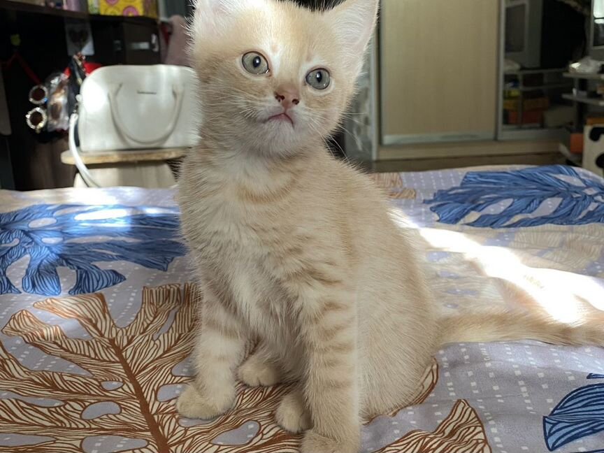 Шотландские вислоухие котята