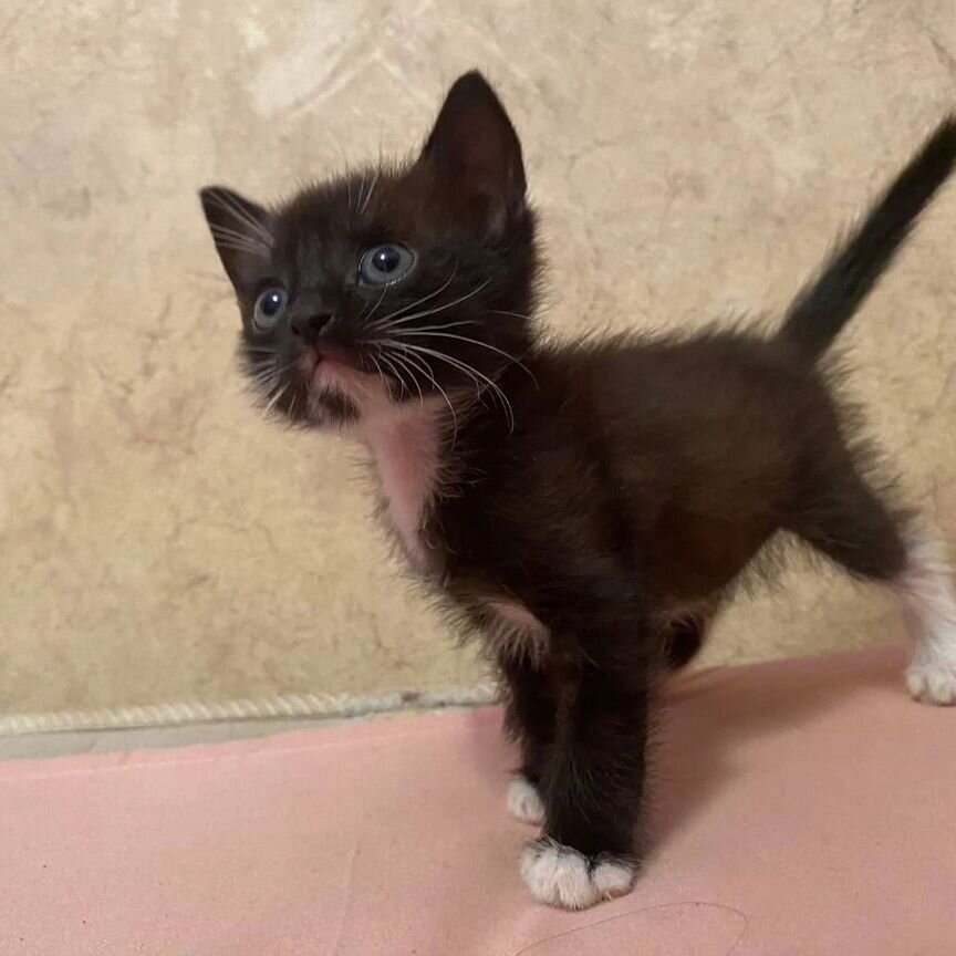 Котята в добрые руки, подкидыши