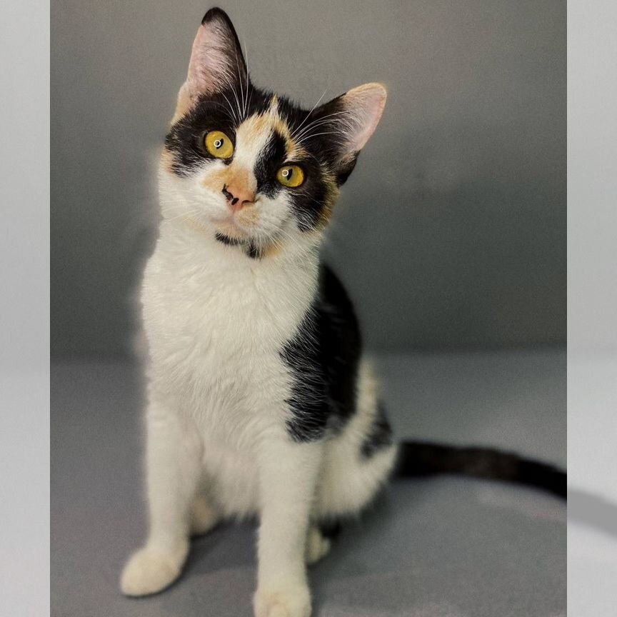 Кошечка Фиалка