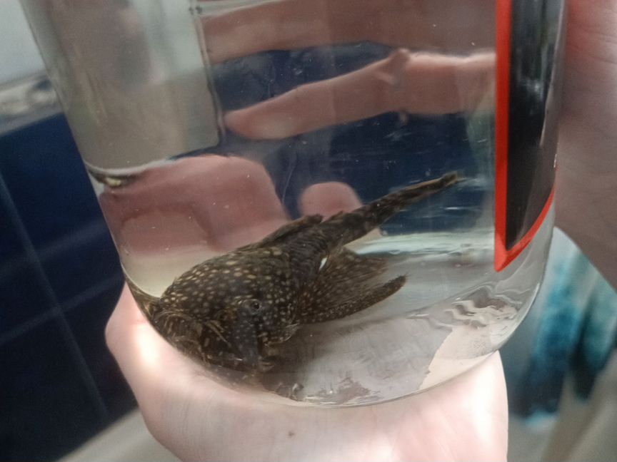 Аквариумный сом Анциструс