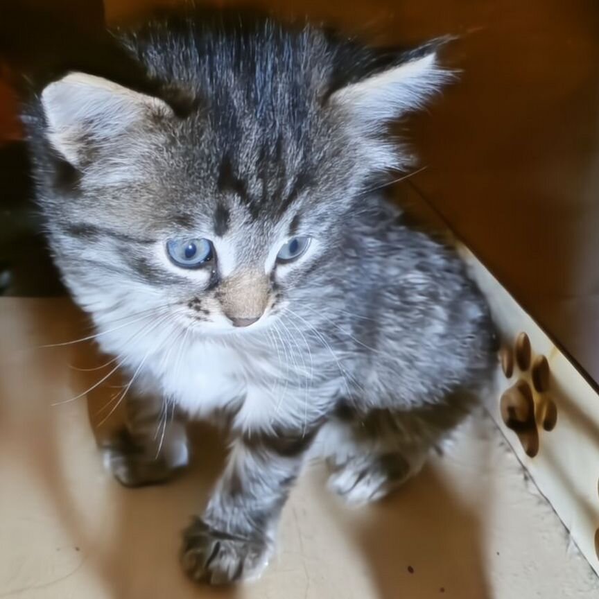 Котёнок в добрые руки