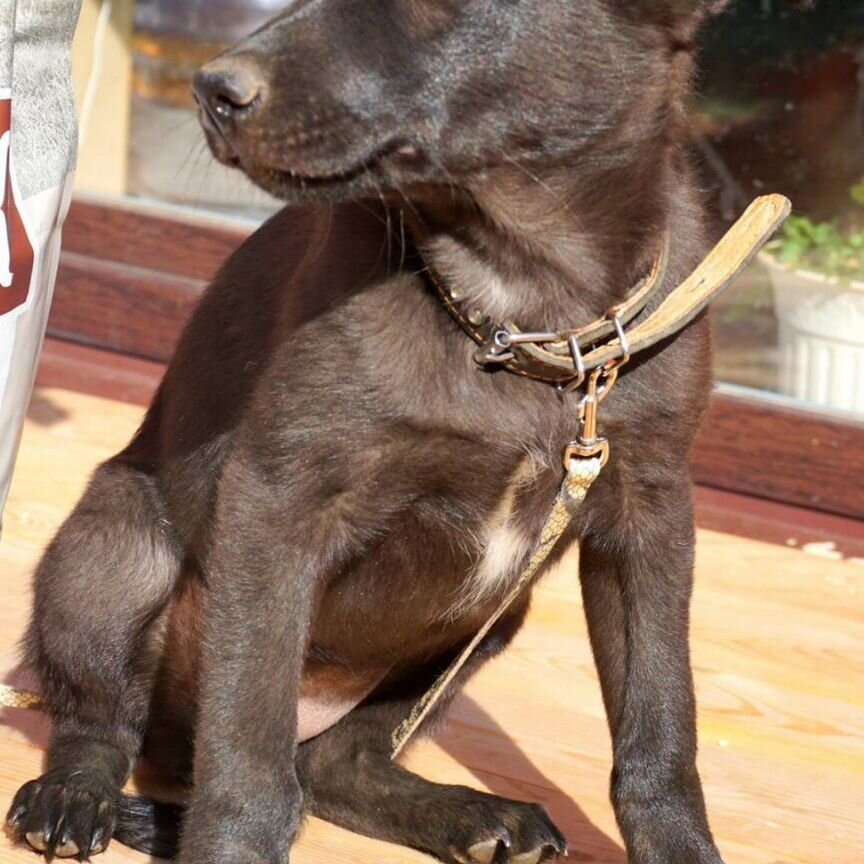 Малышка ищет дом