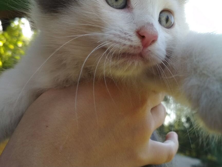 Котёнок мальчик почти 2 месяца- Пухлик