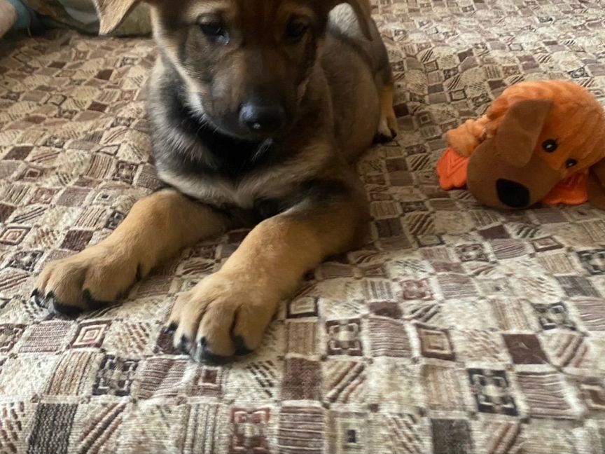 Щенки бесплатно