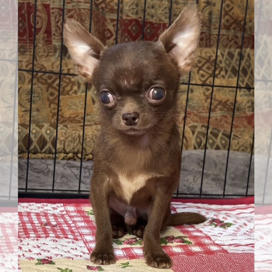 Чихуахуа, щенок