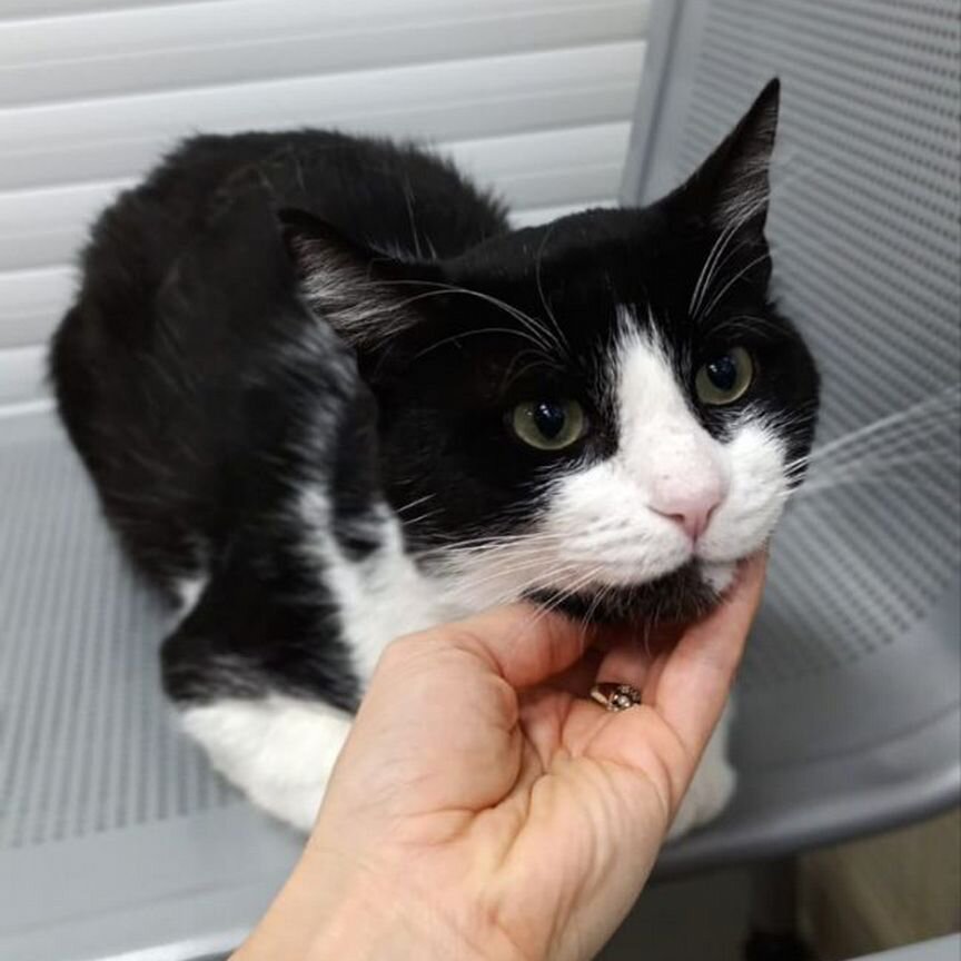 Котику Жорику нужна любящая семья