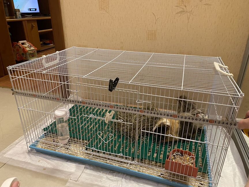 Клетка