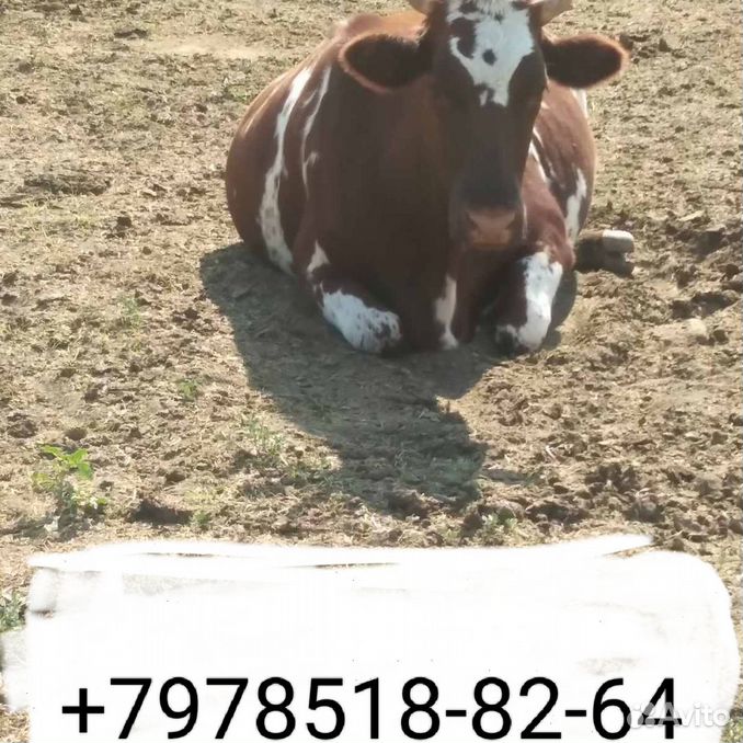 Продам телку