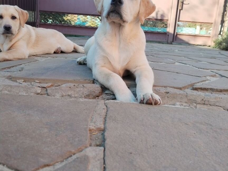 Щенки лабрадора палевые