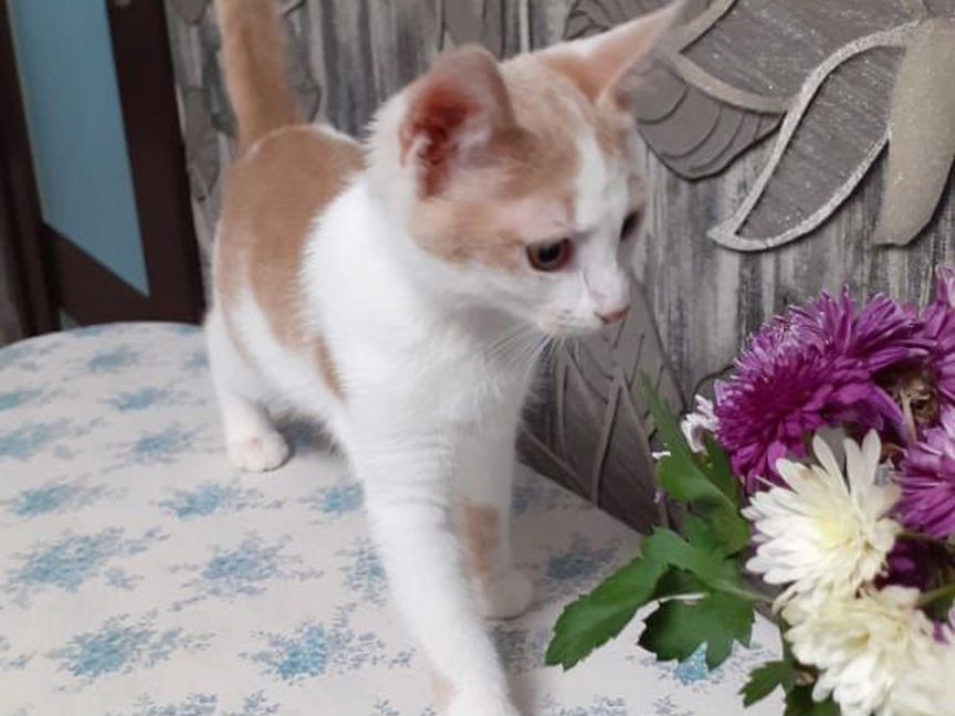Котёнок Симба