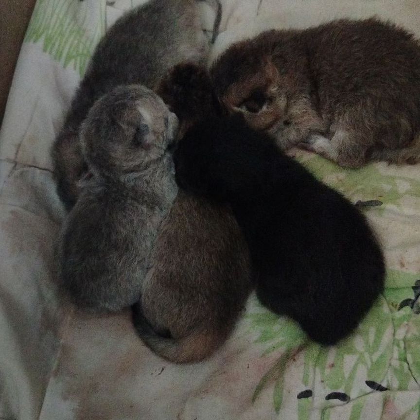 Котята золотая шиншилла