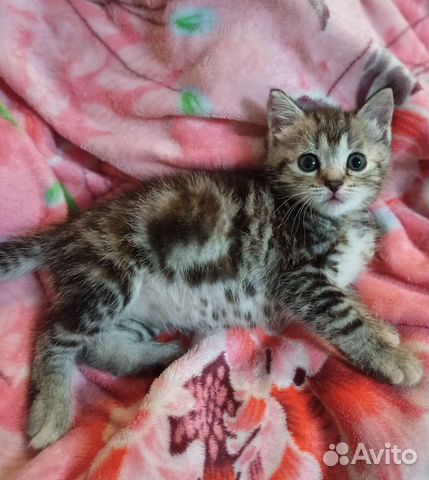 Котенок метис
