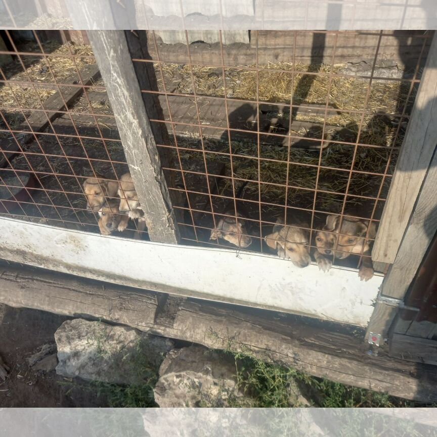 Продам породистых щенят
