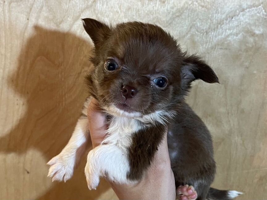 Чихуахуа щенки