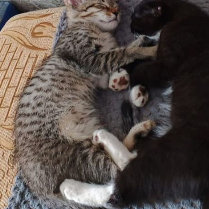 Котята в добрые руки мальчики вислоухие