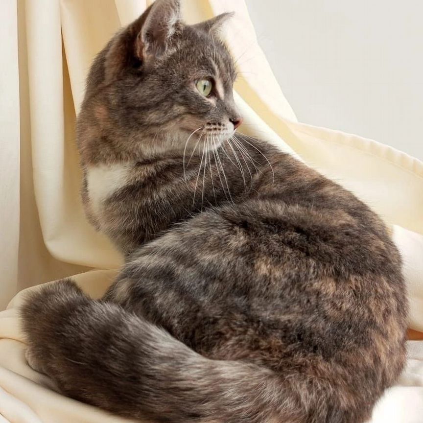 Отдам в добрые руки