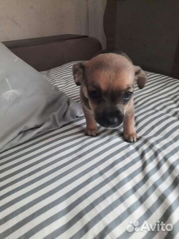 Щенок метис чихуахуа
