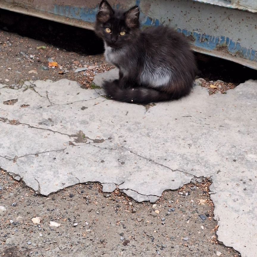 Котята отдам в добрые руки бесплатно