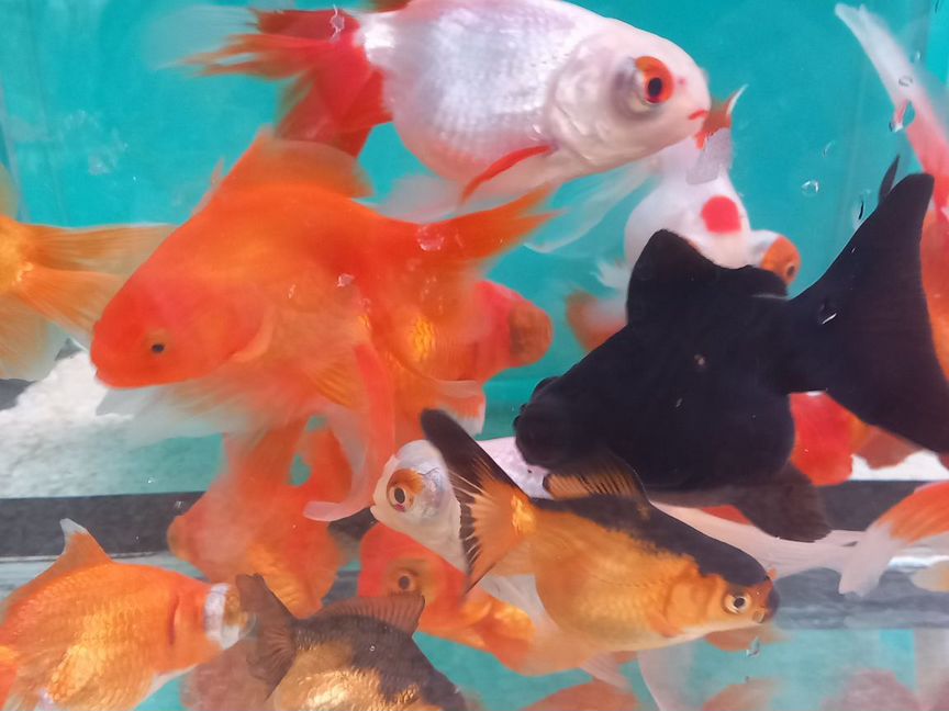 Золотые рыбки