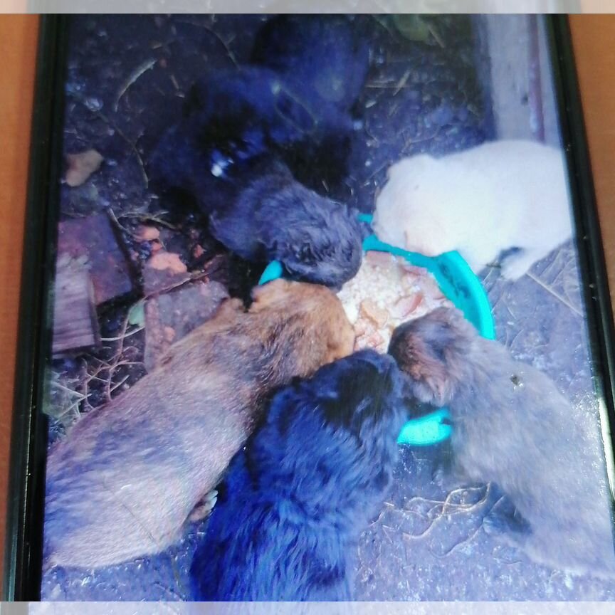 Щенок в добрые руки