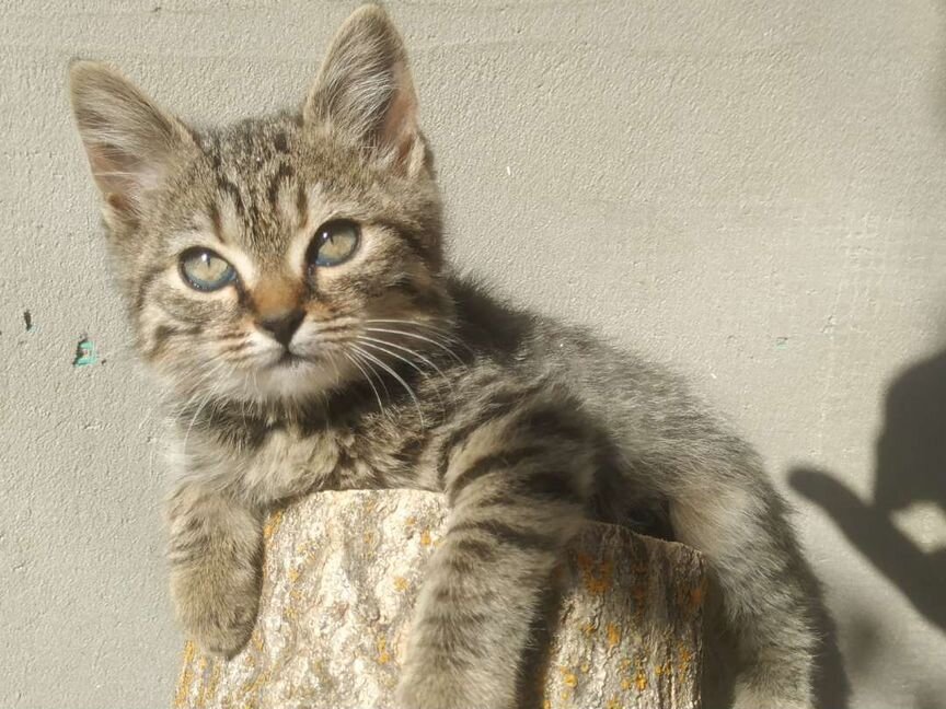 Котенок мальчик 2.5 месяца