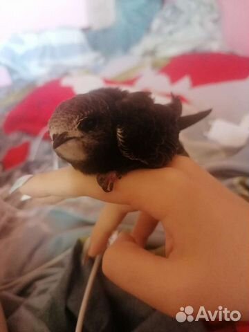 Отдам стрижа в добрые руки